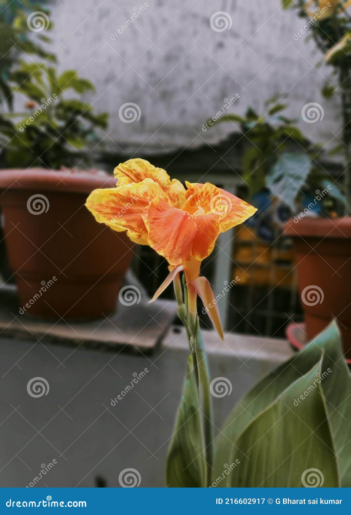 Orange is the Unique Color Which Makes the Flower Beautiful Stock Image ...