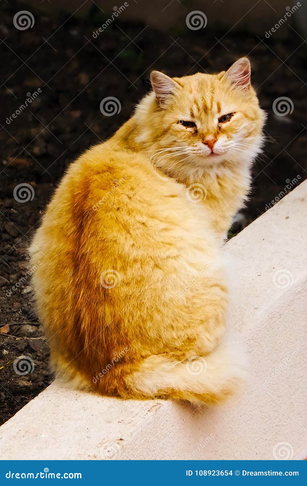 Orange Upset Cat Looking Back Stock Photo - Image of animal, back ...