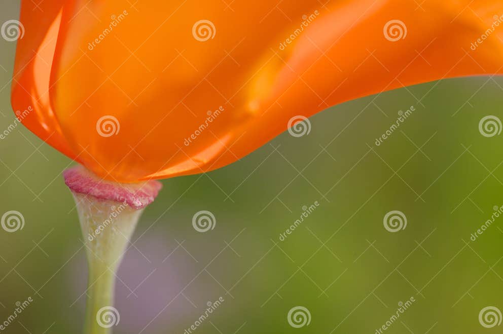 Orange vallmo fotografering för bildbyråer. Bild av makro - 17470995