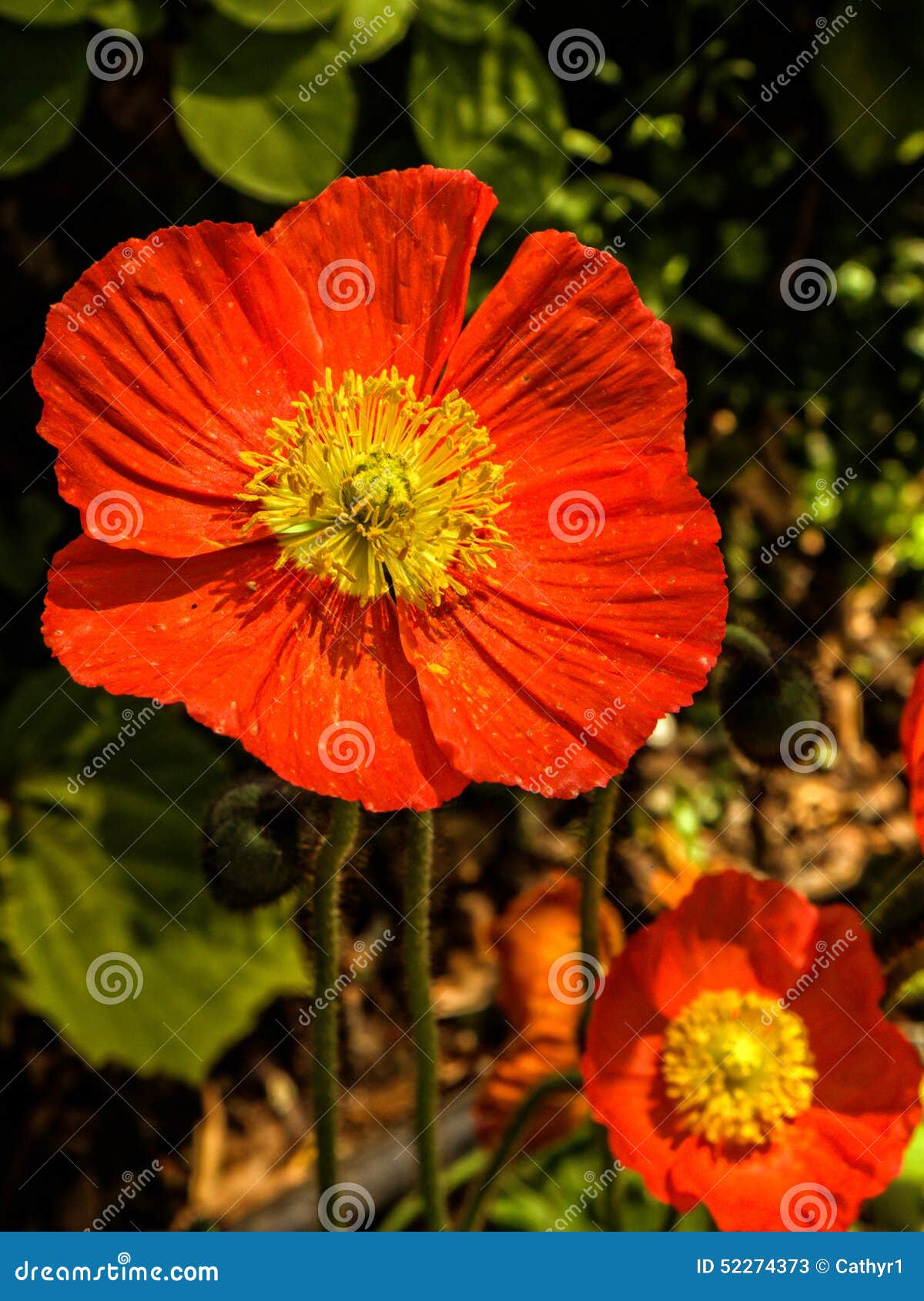 Orange vallmo fotografering för bildbyråer. Bild av orange - 52274373