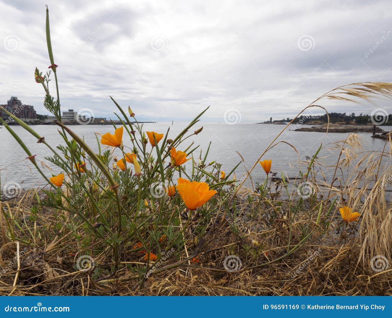 Orange vallmo vid havet fotografering för bildbyråer. Bild av växter ...