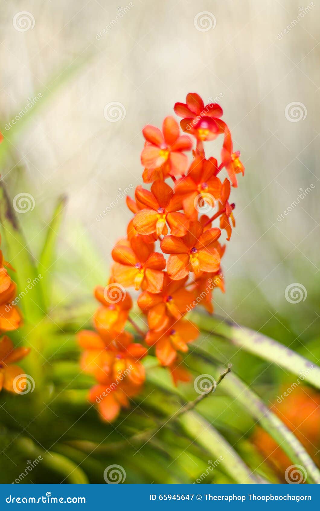 Orange Vanda Orchid Flower. Stock Image - Image of nature, plant: 65945647