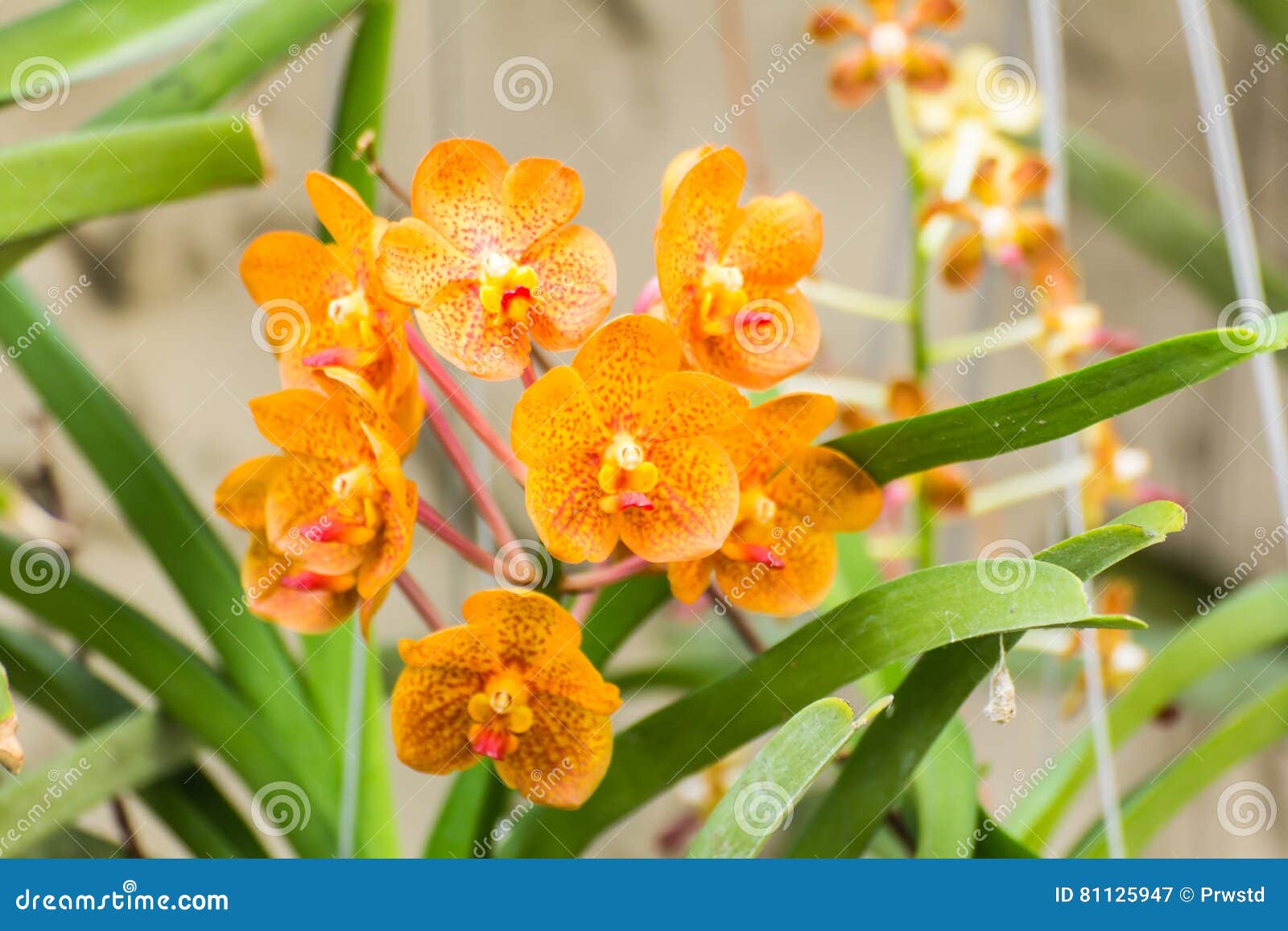 Orange vanda orchid flower stock image. Image of bloom - 81125947
