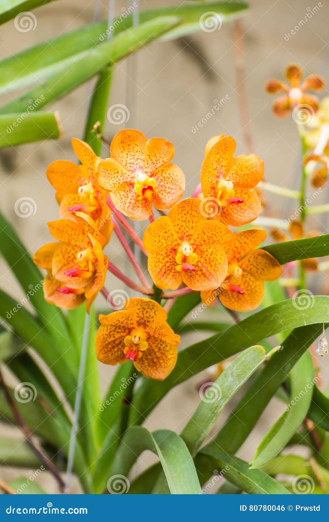 Orange vanda orchid flower stock photo. Image of bright - 80780046