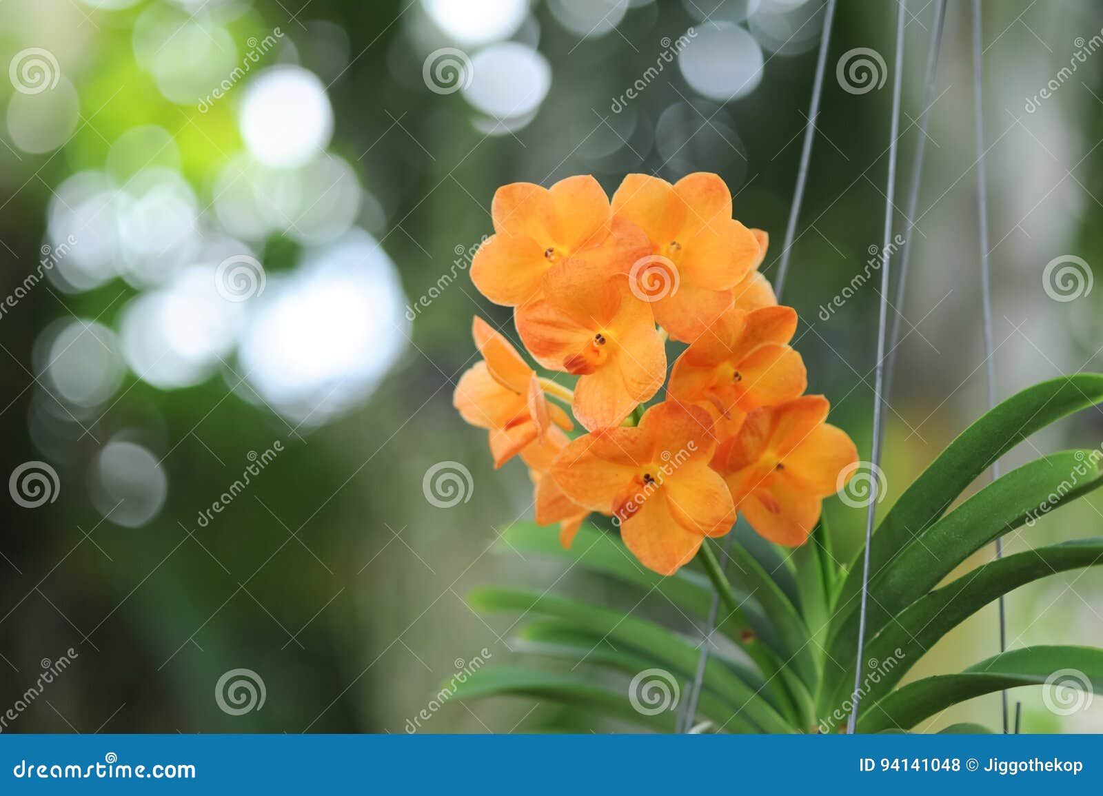 Orange Vanda Orchids in the Garden Stock Photo - Image of beautiful ...