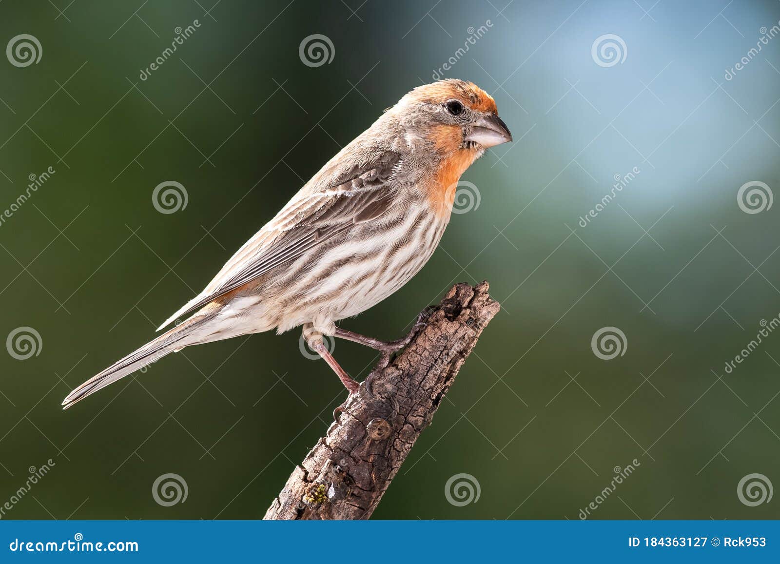 Orange Variant House Finch Perched in a Tree Stock Image - Image of ...