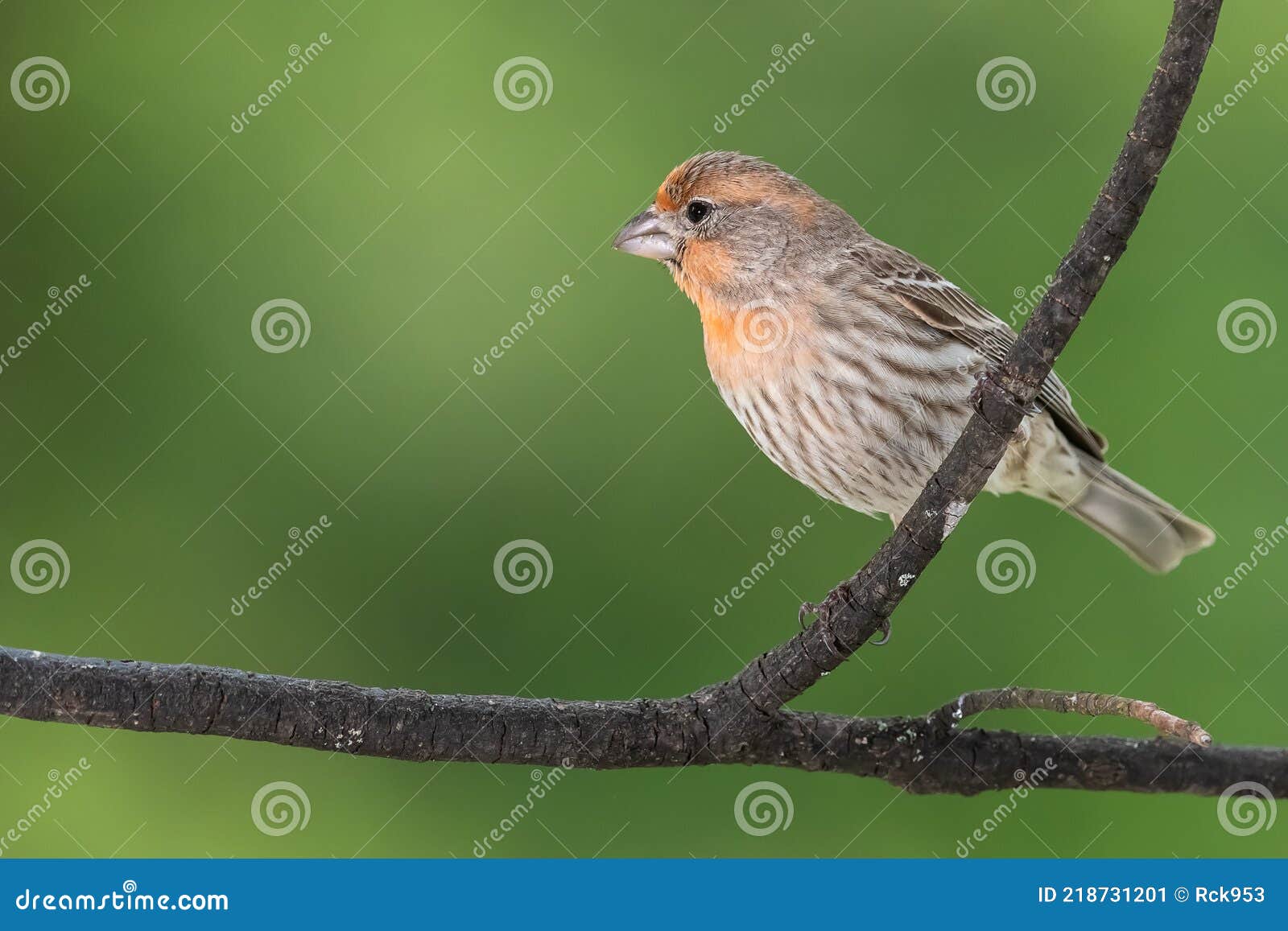 Orange Variant House Finch Perched in a Tree Stock Image - Image of ...