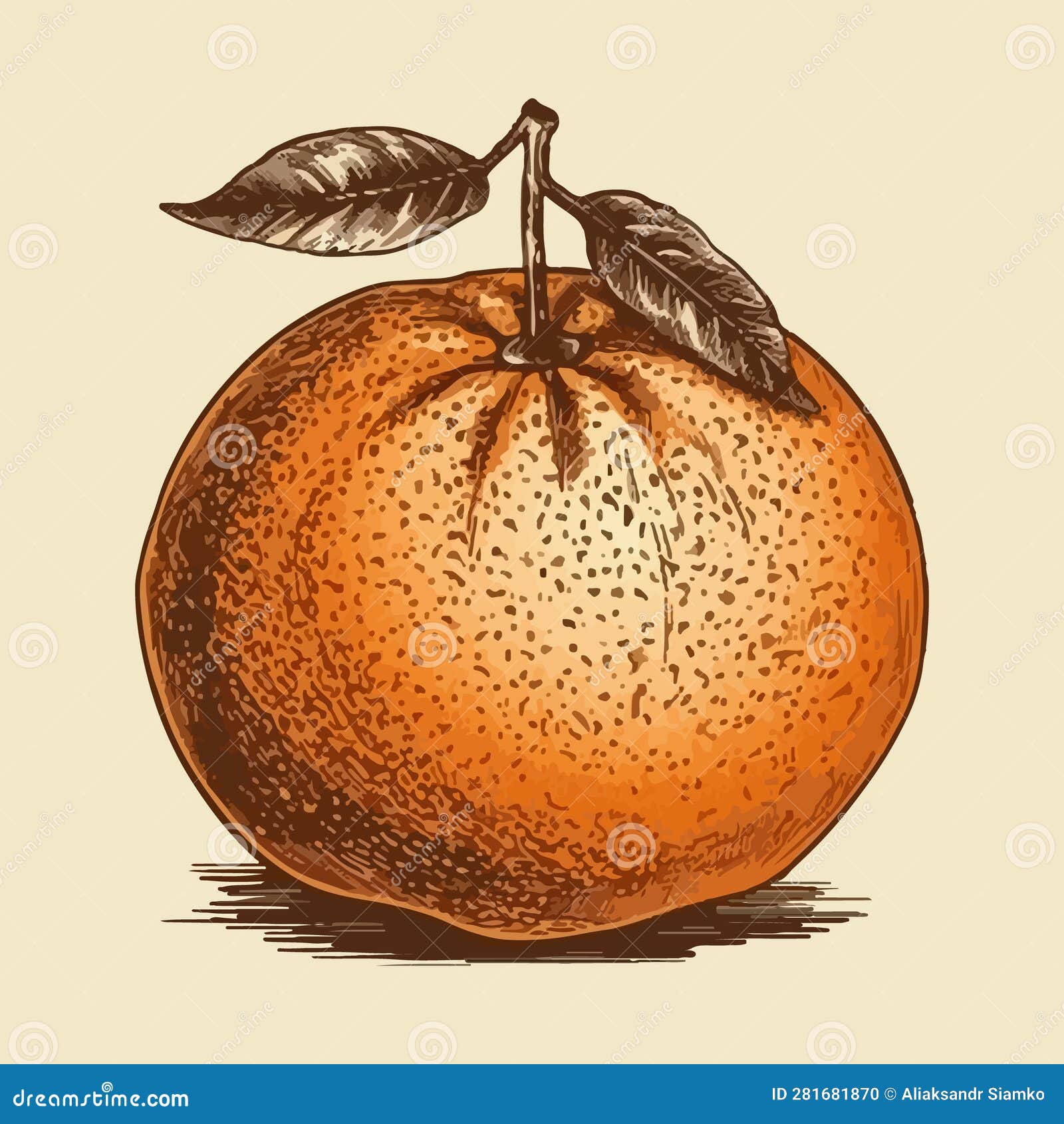 Orange Vector Drawing. Isolated Hand Drawn, Engraved Style Illustration ...