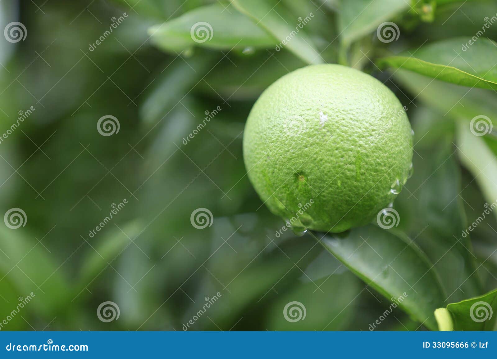 Orange verte photo stock. Image du tropical, couleur - 33095666