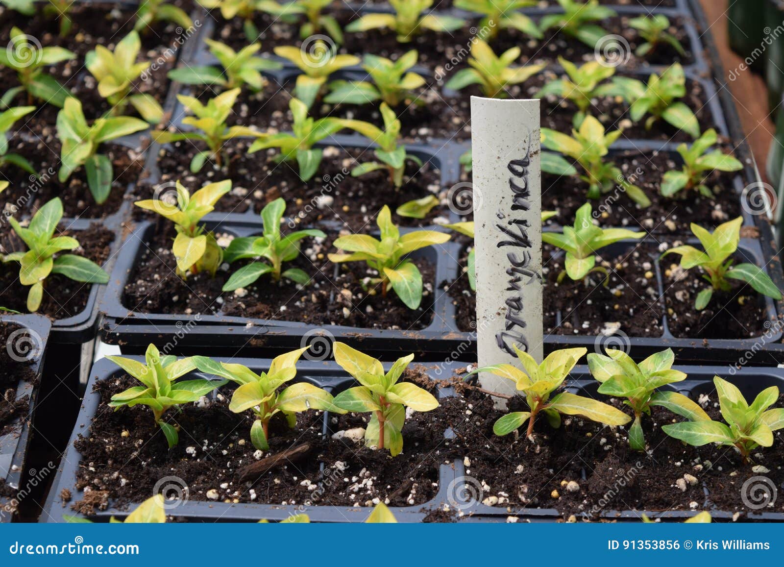 Orange Vinca Seedlings Non-flowering Stock Photo - Image of greenhouse ...
