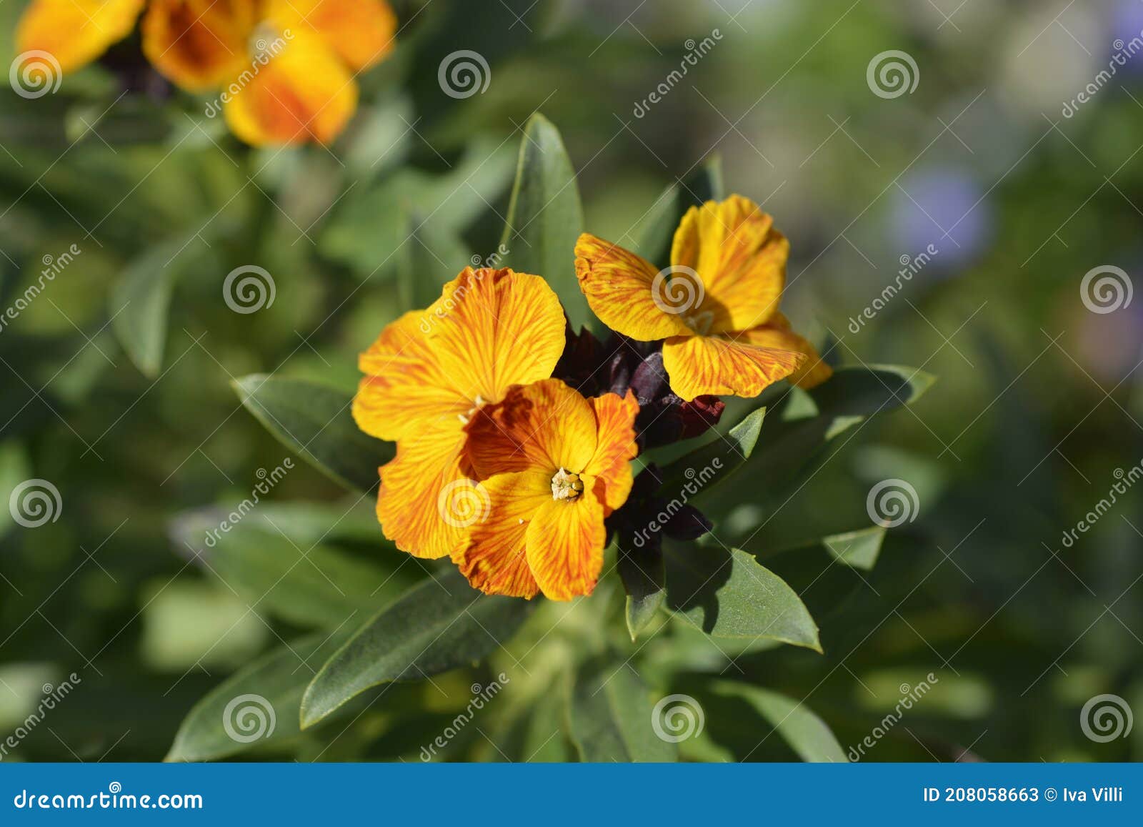 Orange Wallflower stock image. Image of yellow, garden - 208058663