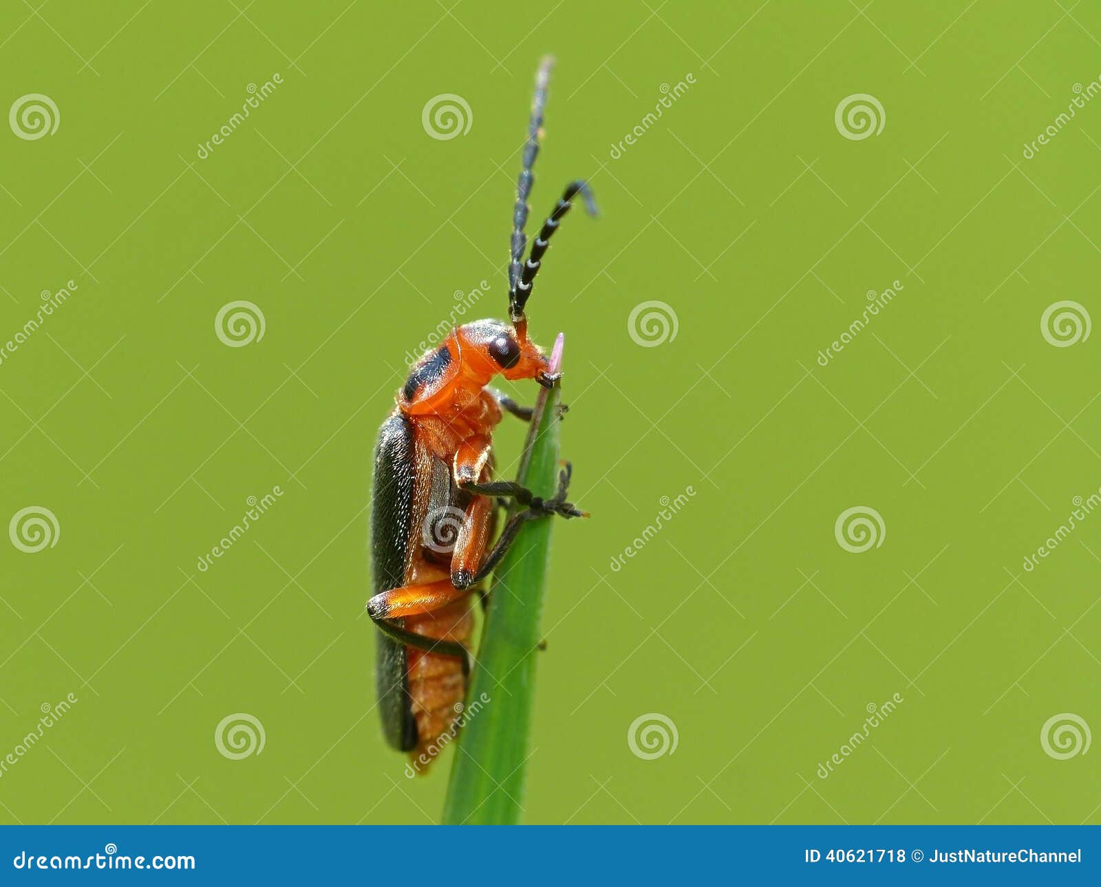 Orange Wanze, Die Auf Einen Gras-Tipp Einzieht Stockfoto - Bild von ...