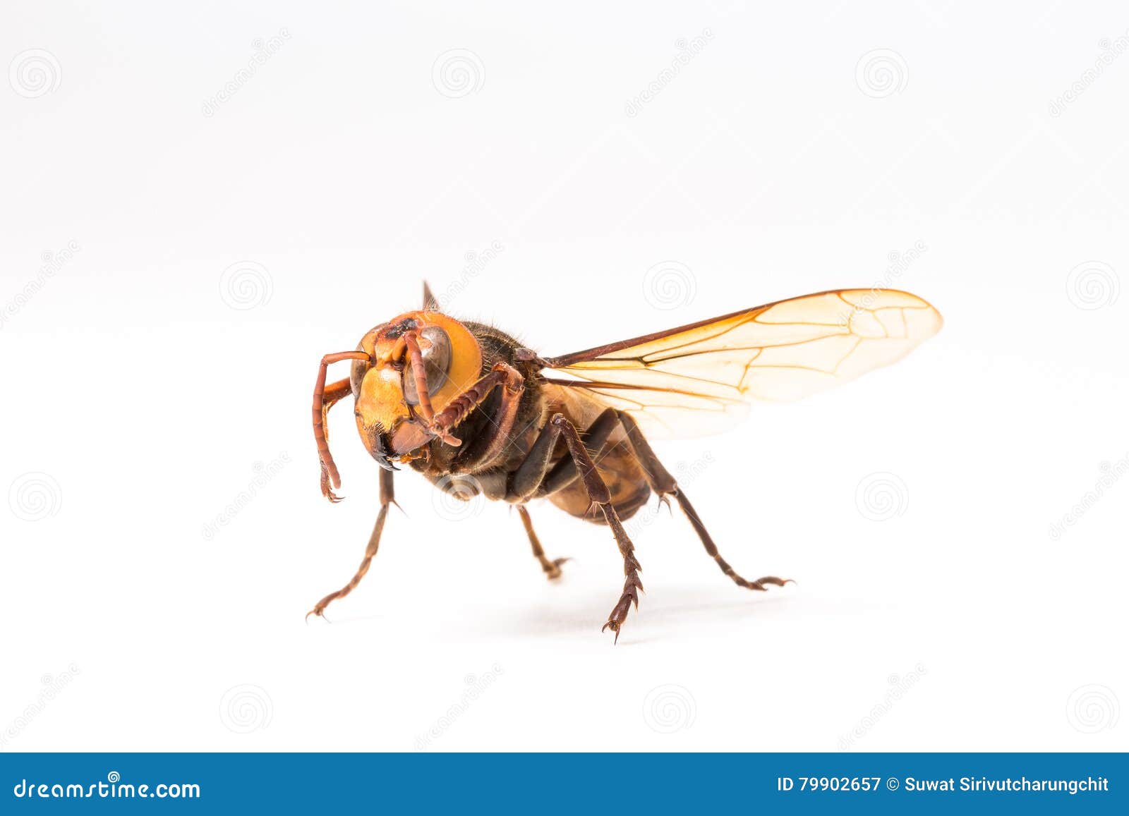 Orange Wasp, Insect stock image. Image of wildlife, orange - 79902657