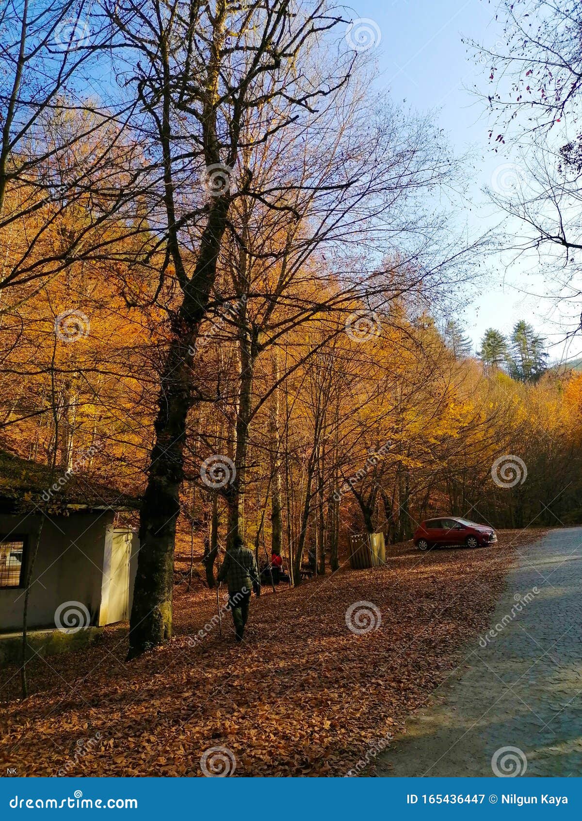 Orange Way in National Park Stock Image - Image of nature, national ...