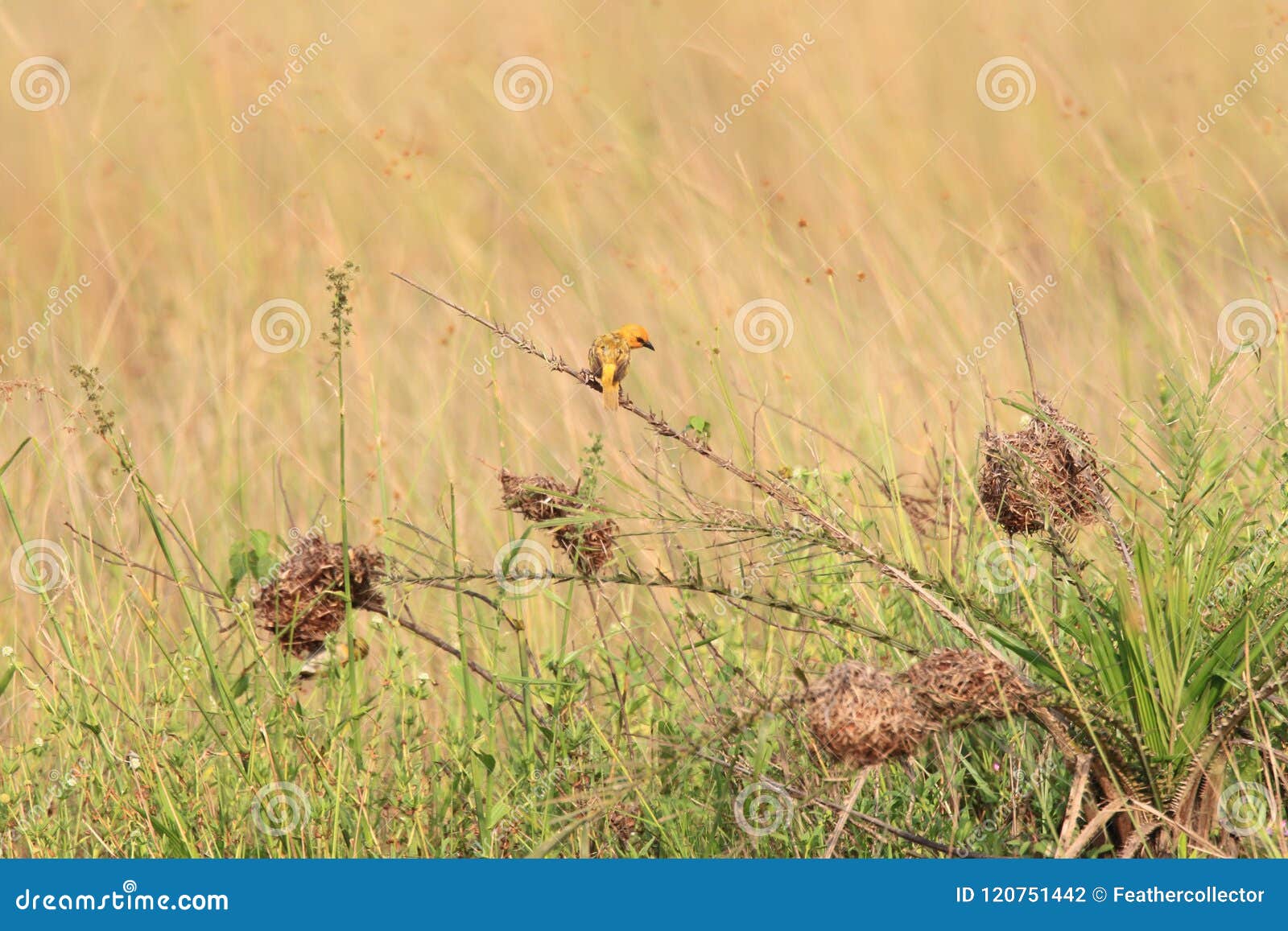 Orange weaver in Ghana stock photo. Image of fauna, wild - 120751442