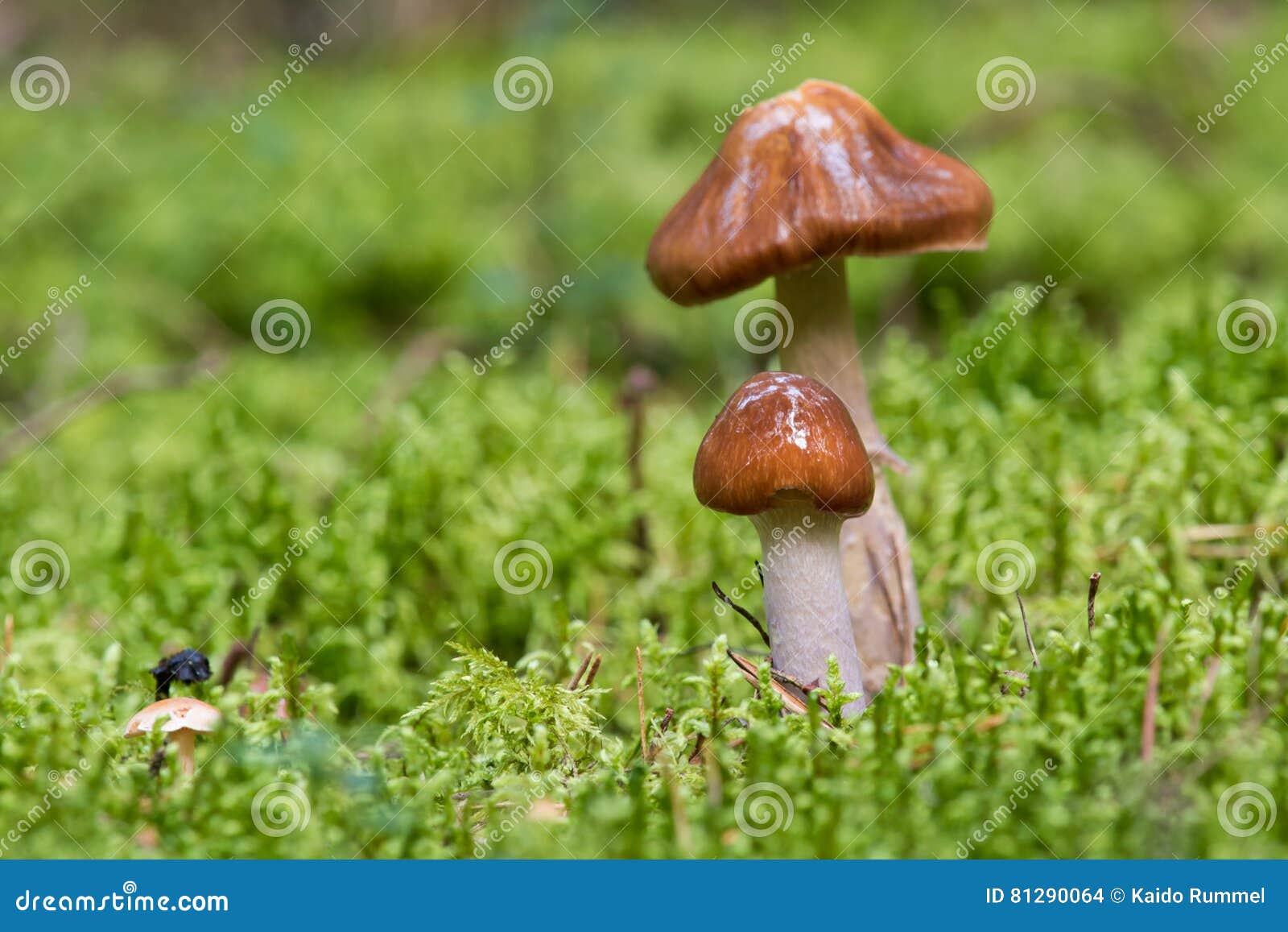 Webcaps Stock Photos - Free & Royalty-Free Stock Photos from Dreamstime