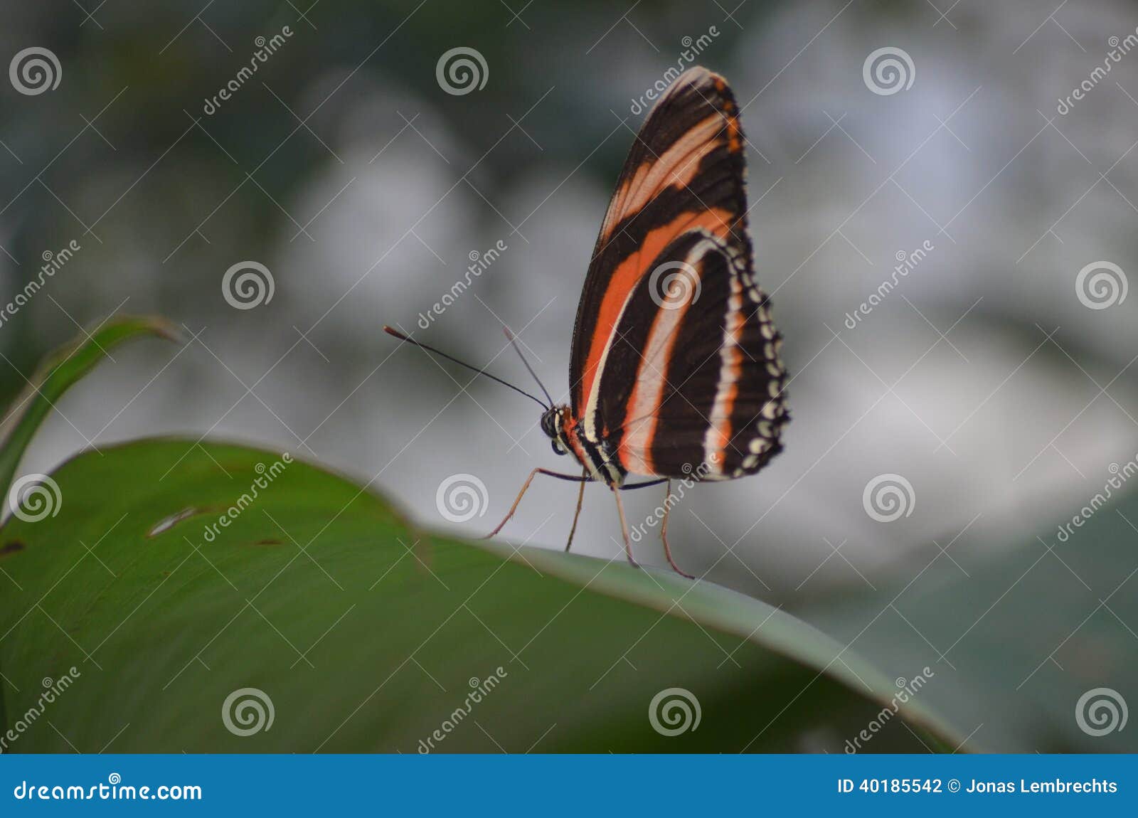 Orange, White and Black Striped Butterfly Stock Photo - Image of orange ...