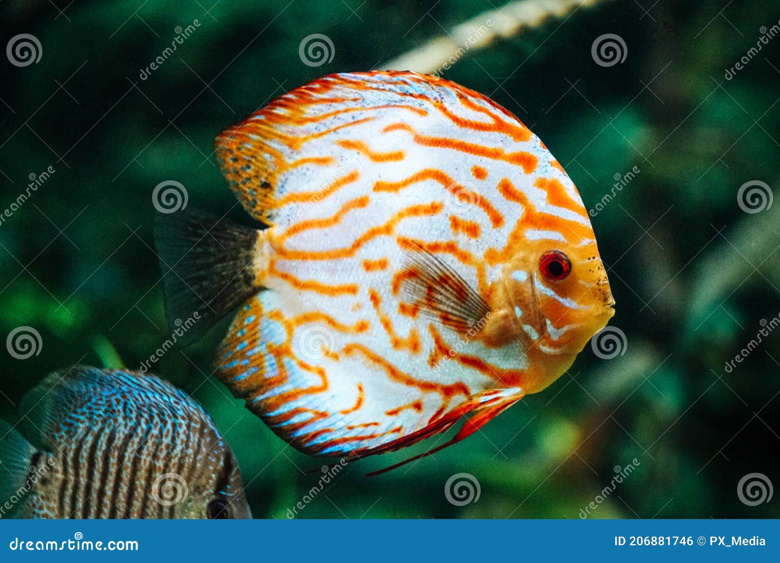 Orange and White Discus Fish - Side View Stock Photo - Image of white ...