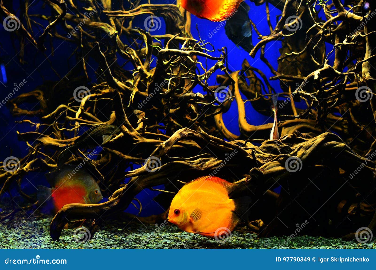 Orange with White Diskus Fish Swims Deep Near the Algae Stock Image ...