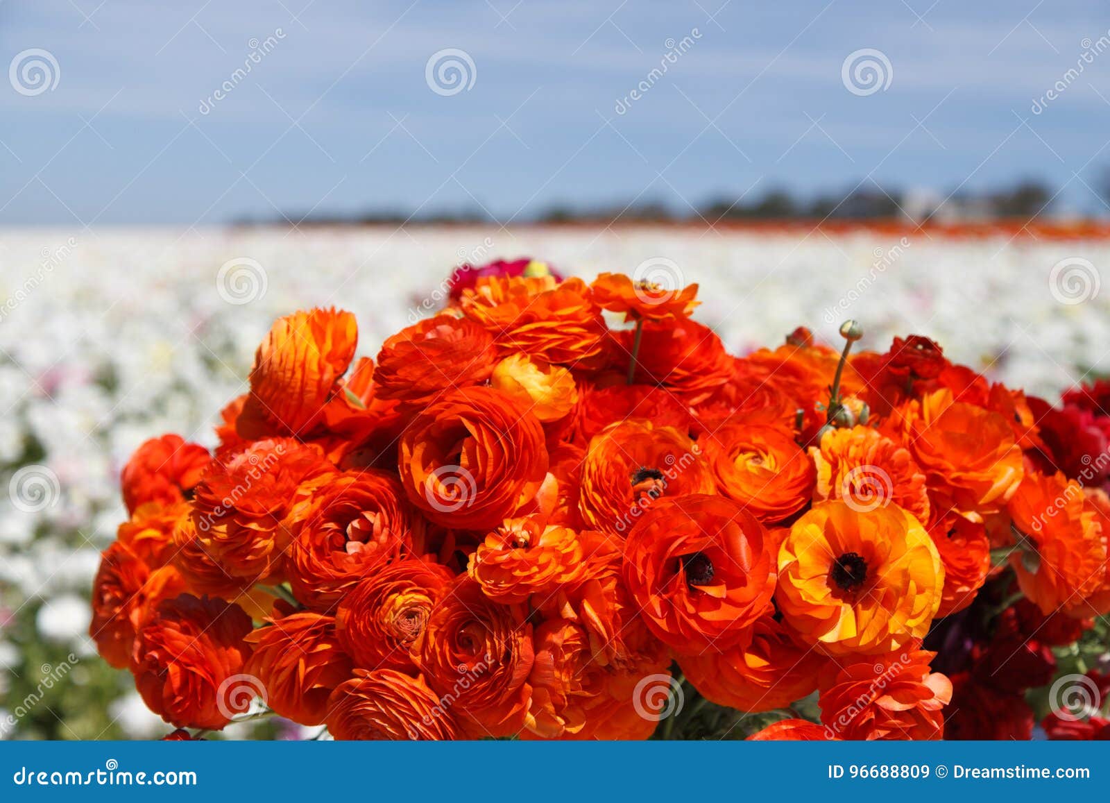 Orange on White Flower Field Stock Image - Image of spring, outdoor ...