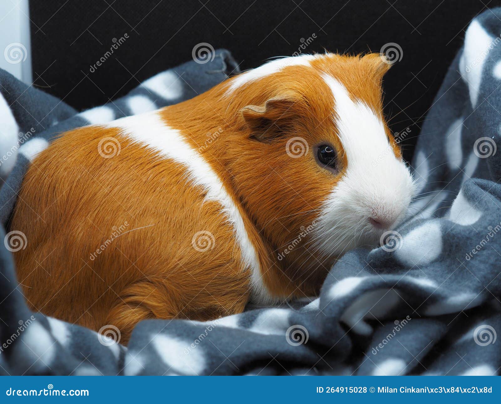 Guinea pig stock photo. Image of background, little - 264915028