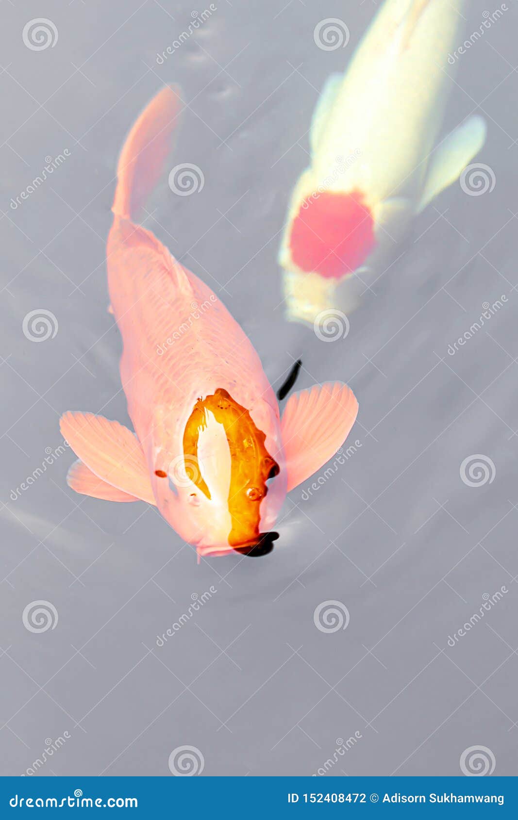 364 Koi Fish Head Photos - Free & Royalty-Free Stock Photos from Dreamstime