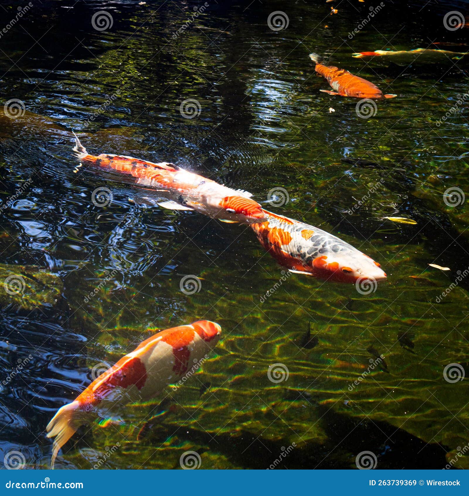 Orange and White Koi Fish Swimming in the Pond Stock Image - Image of ...