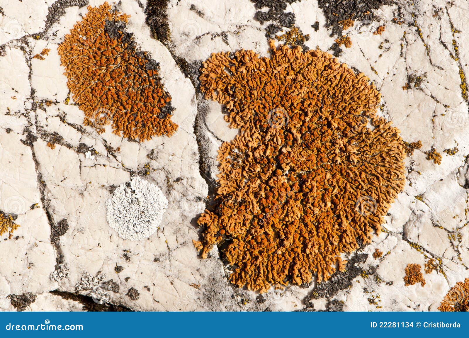 Orange and White Moss Colonies on White Rock Stock Photo - Image of ...
