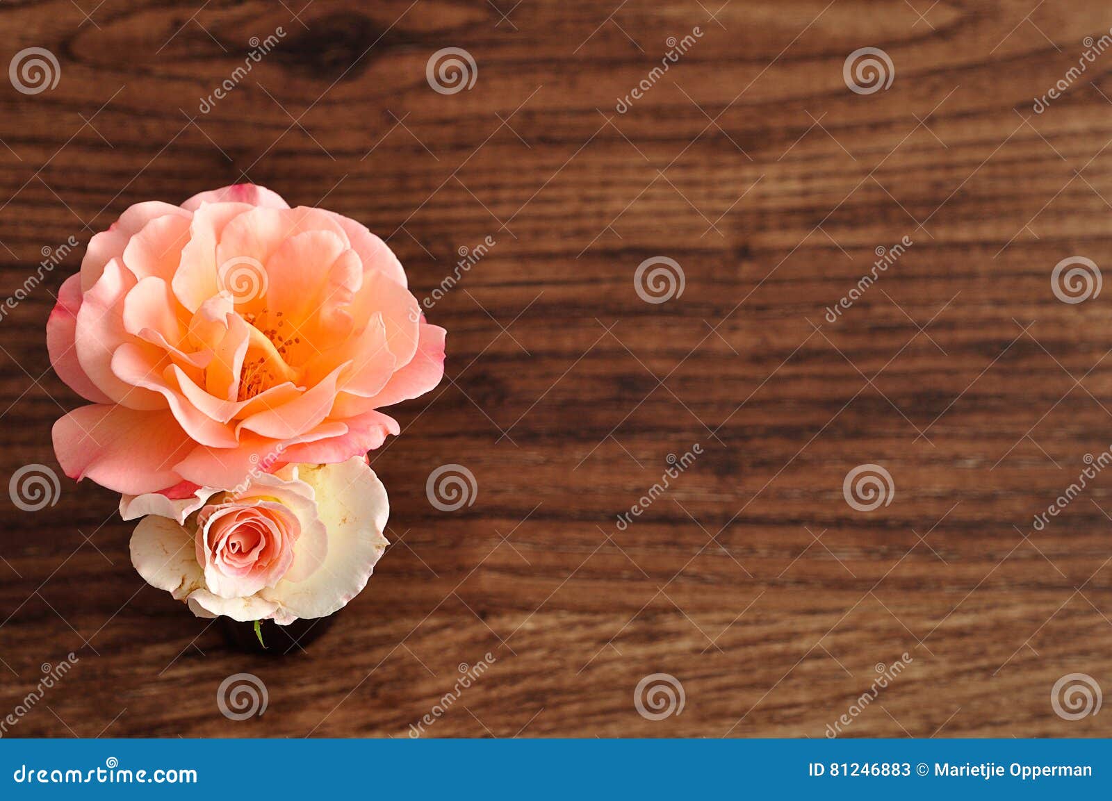 Orange and white rose stock image. Image of plant, nature - 81246883