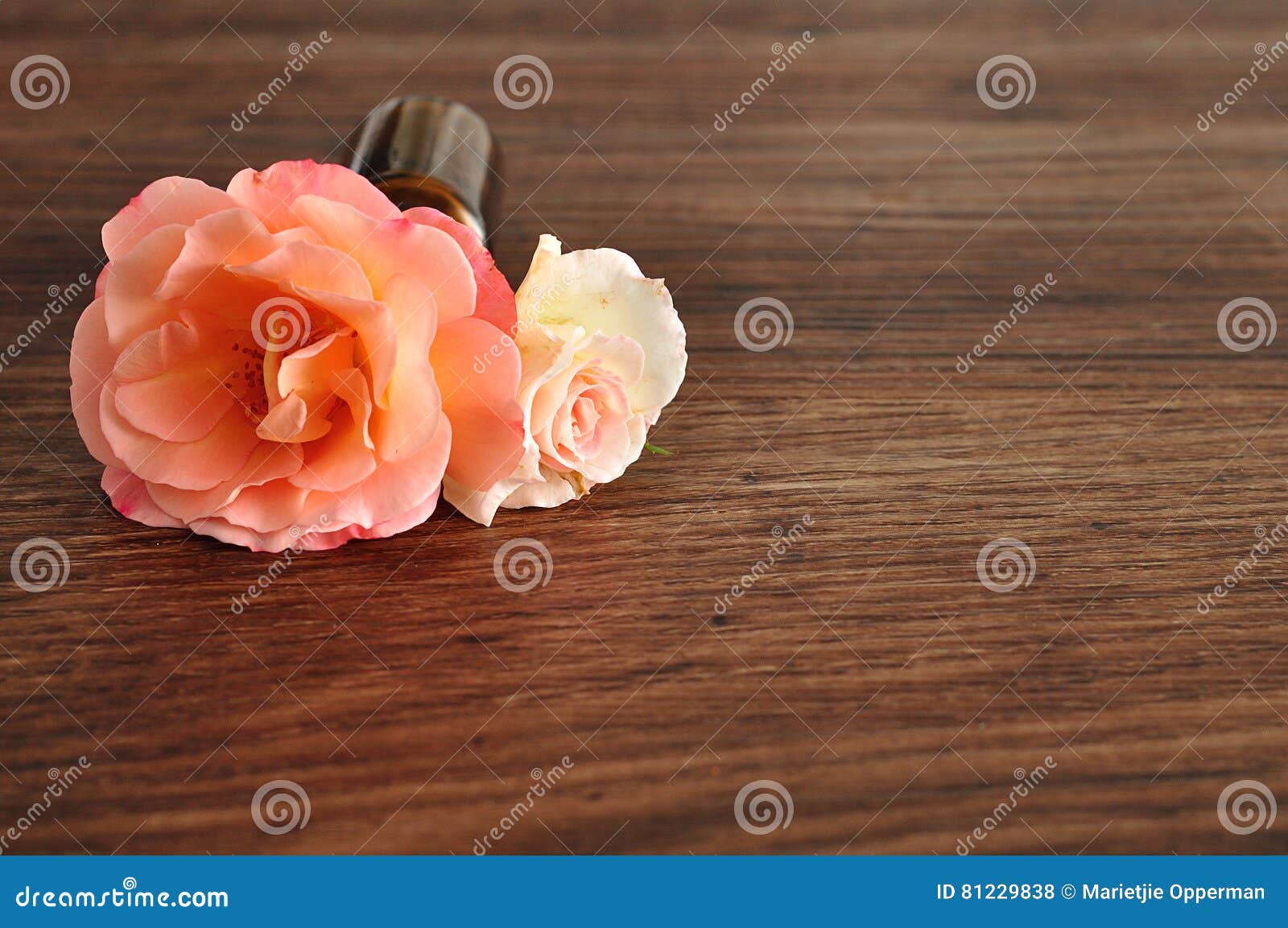 Orange and white roses stock photo. Image of floral, drop - 81229838