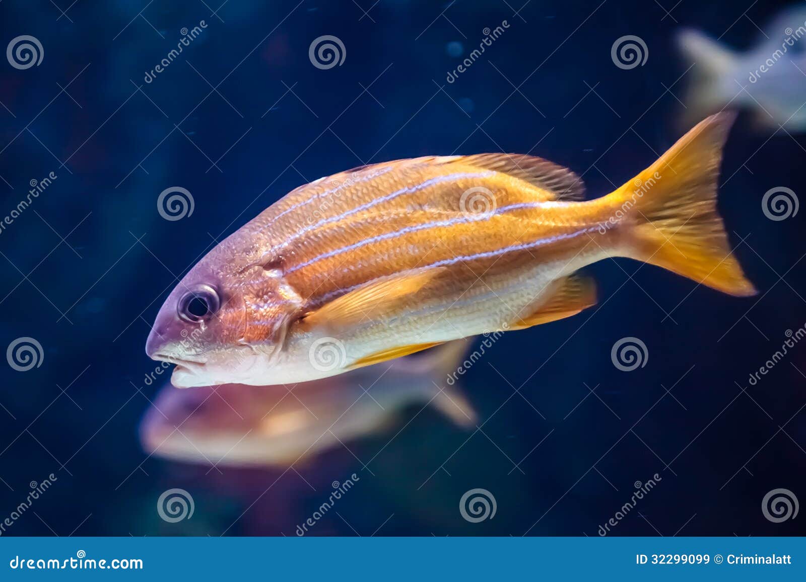 Orange White Striped Snapper Stock Image - Image of beautiful, life ...