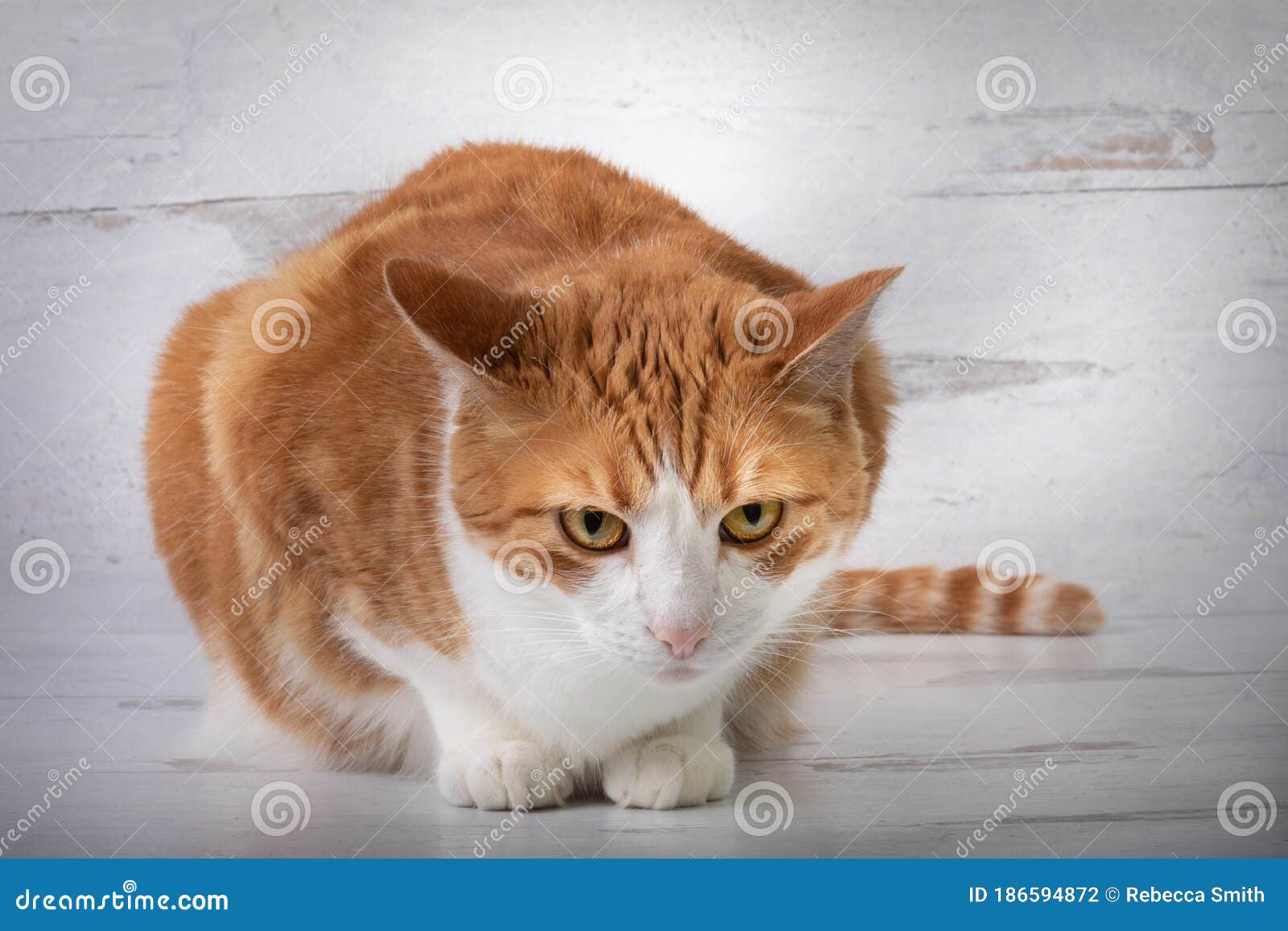 Orange and White Tabby Cat Upset Ears Pulled Back Unsure Expression ...