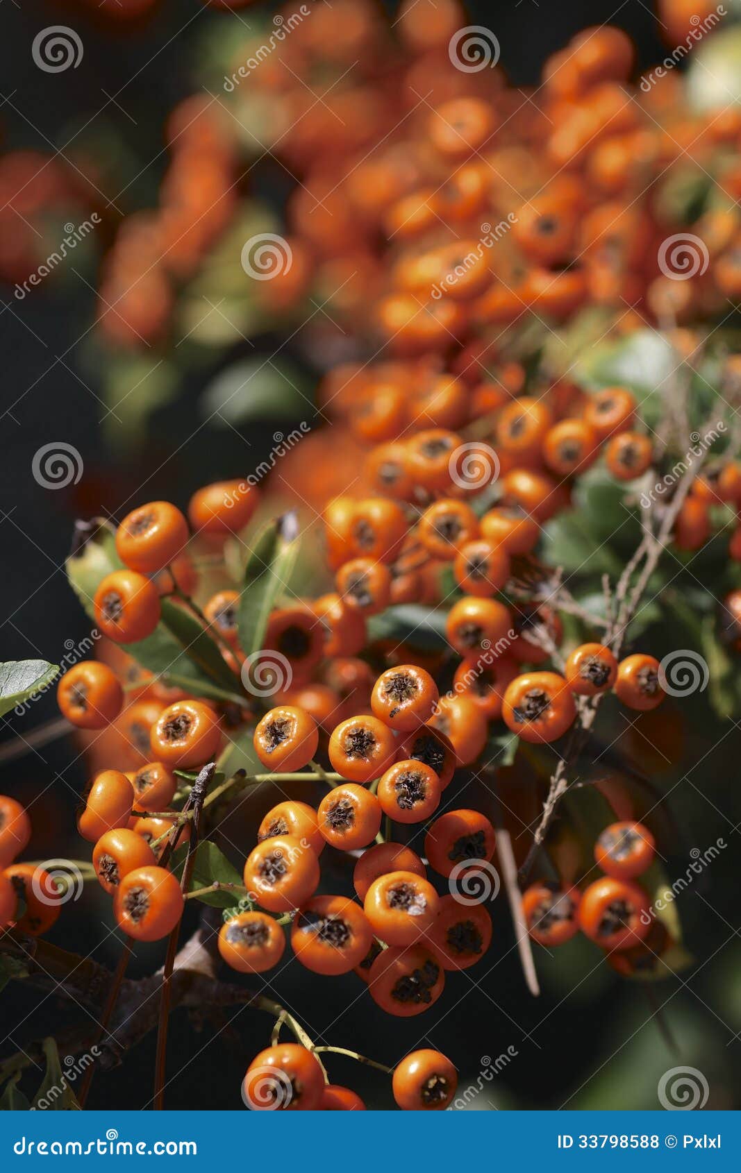 Orange wild berries stock photo. Image of jungle, beacon - 33798588