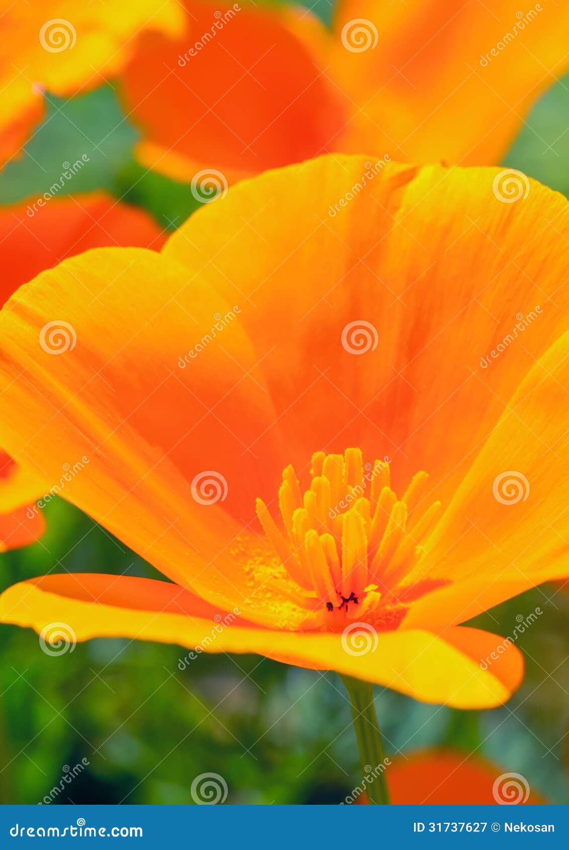 Orange wildflower stock image. Image of botanic, flora - 31737627