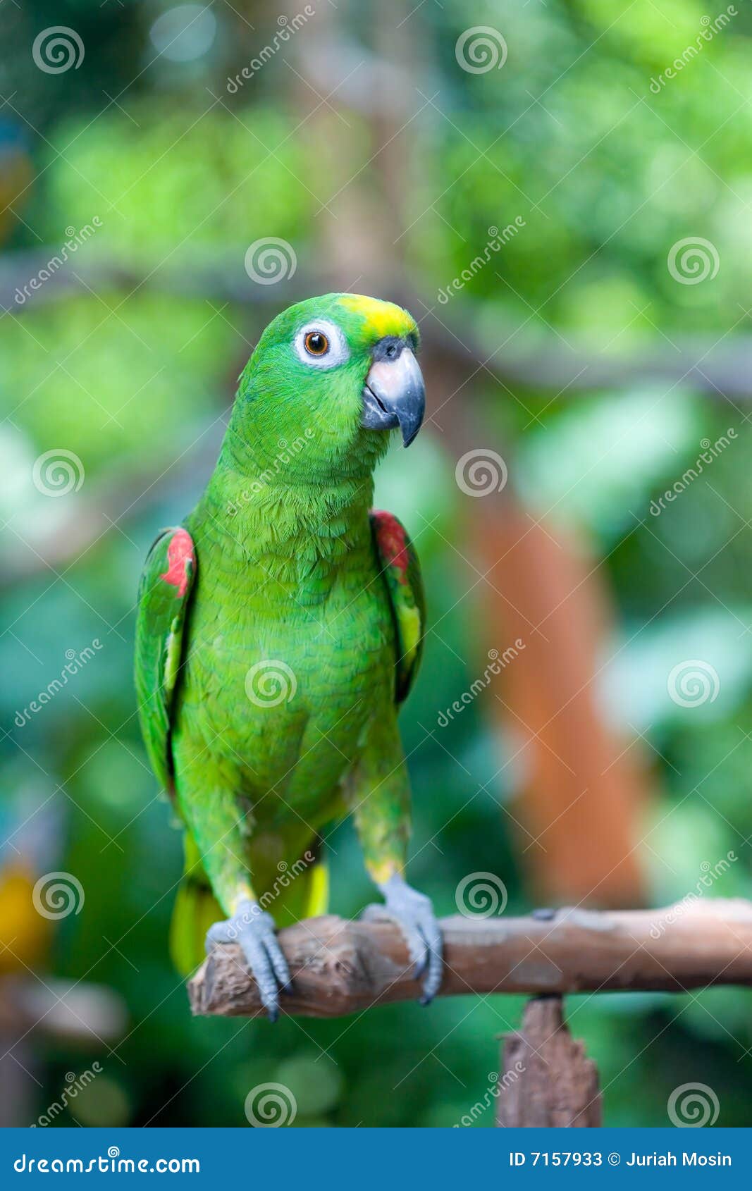 Amazon Parrot Amazona Aestiva Royalty-Free Stock Photography ...