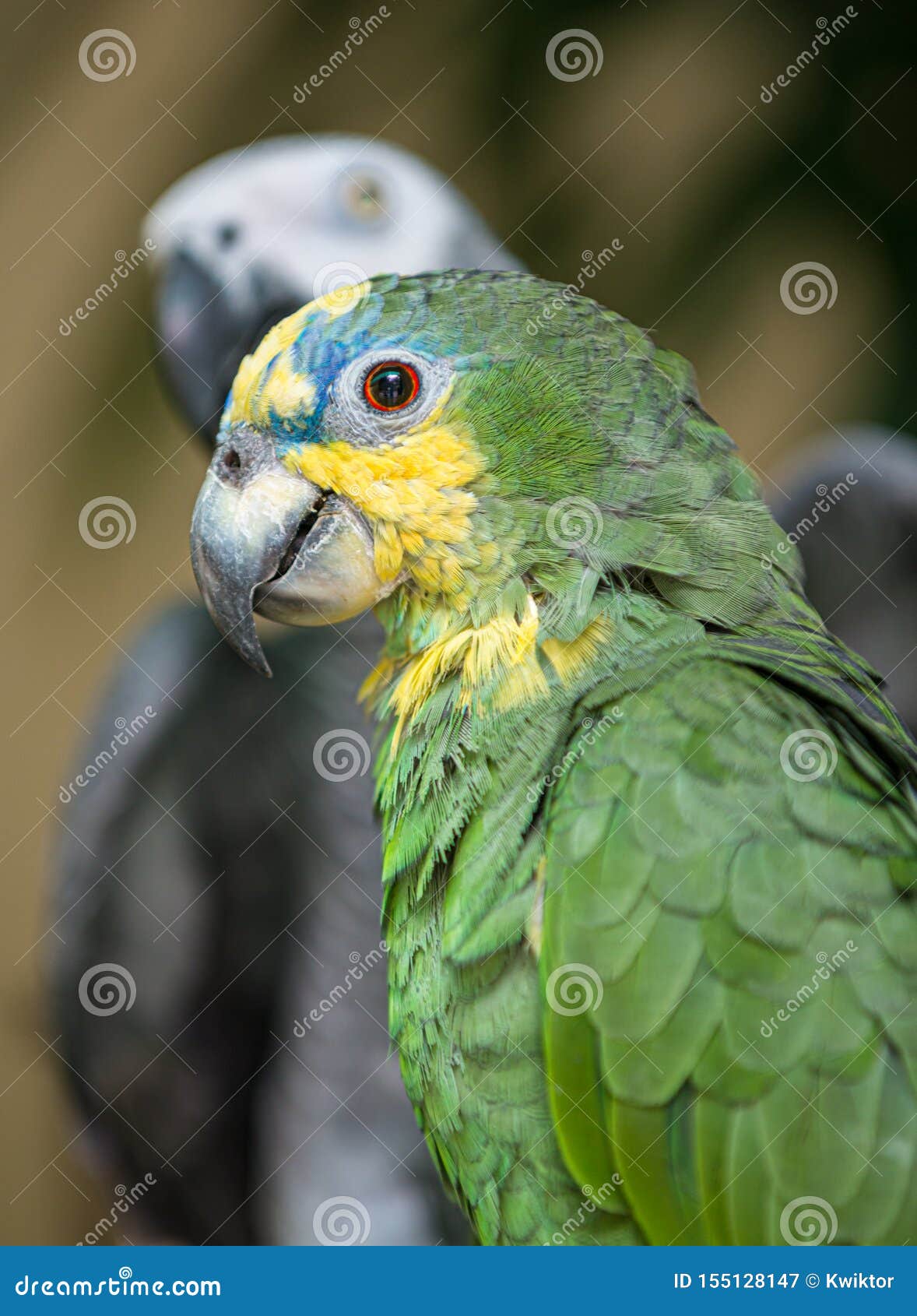 Orange Winged Amazon Parrot Amazona Amazonica Stock Image - Image of ...