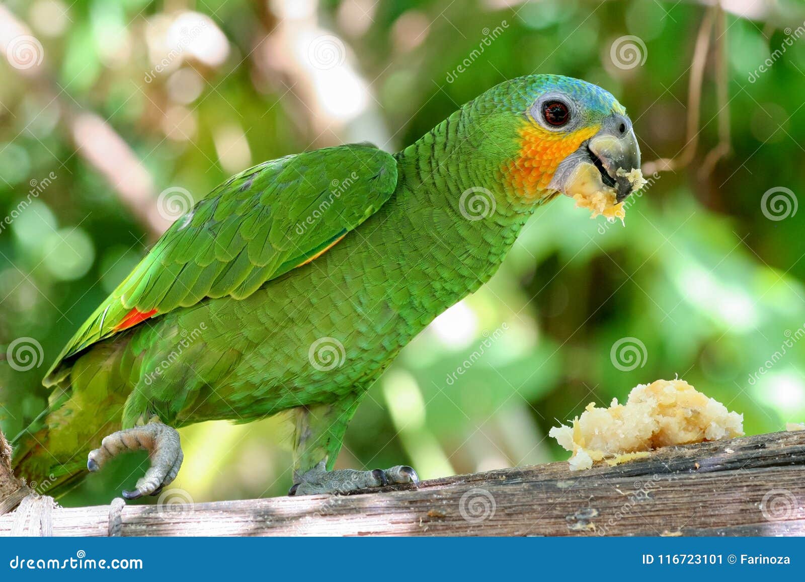 Orange-winged Amazon Parrot Stock Image - Image of biology, chicken ...