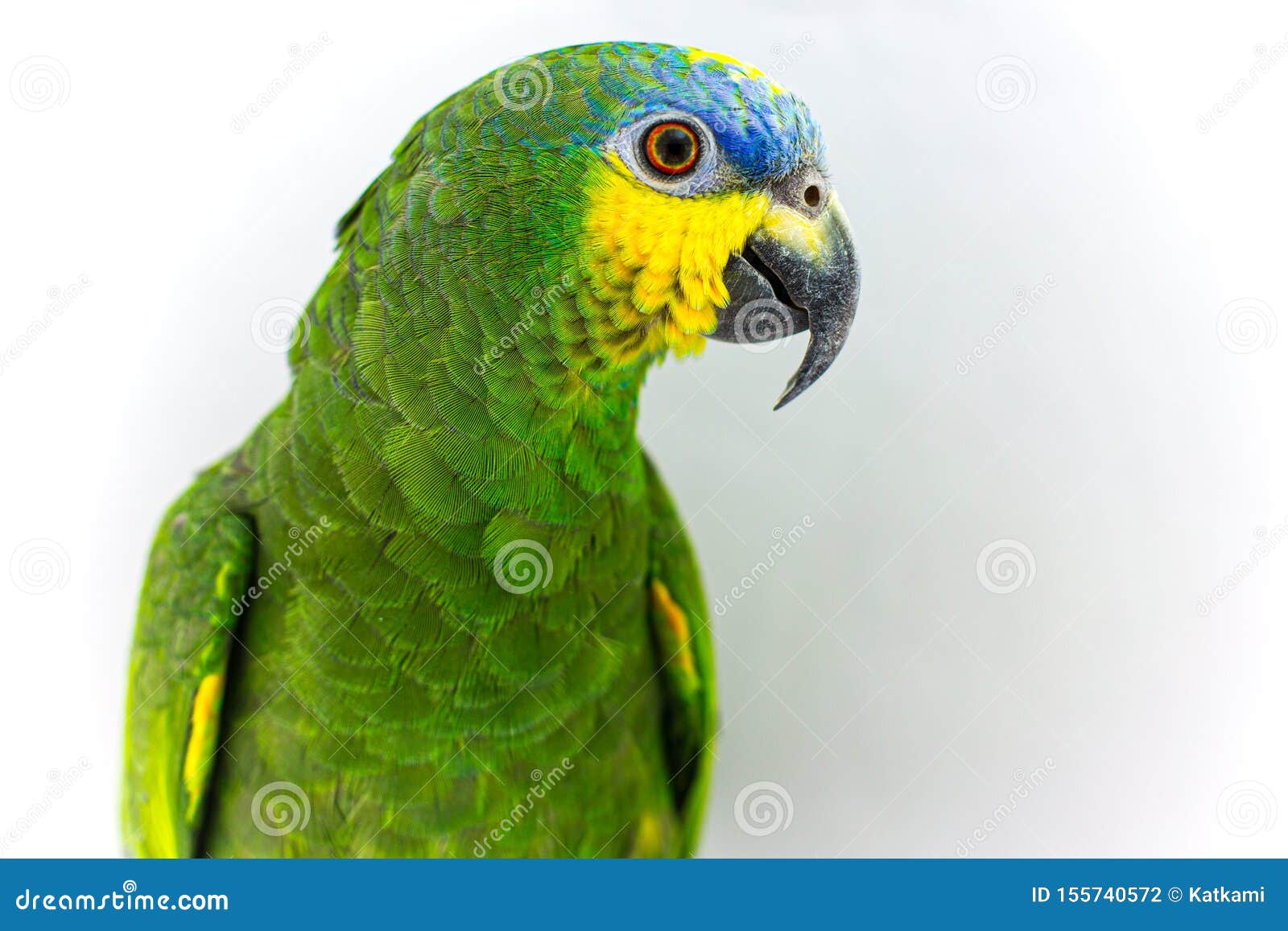 Orange Winged Amazon Pet Parrot Bird Portrait Stock Photo - Image of ...