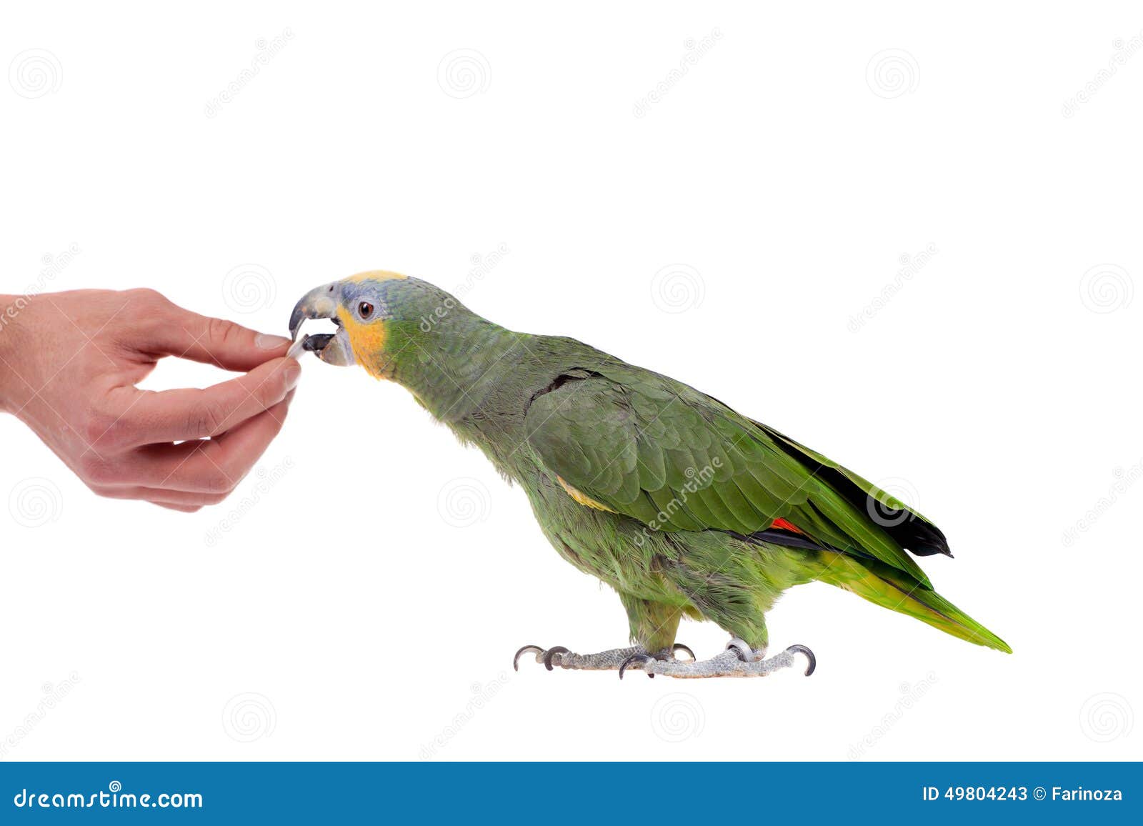 Orange-winged Amazon on White Background Stock Image - Image of ...