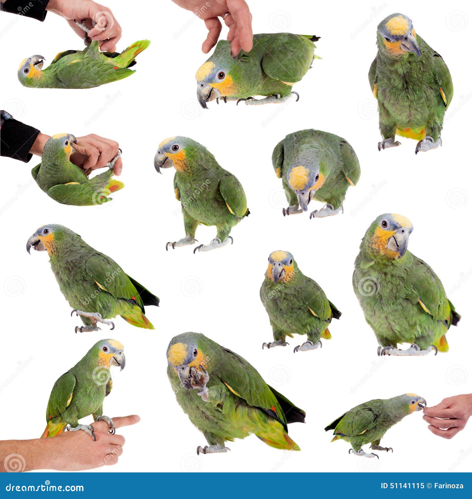 Orange-winged Amazon on White Background Stock Image - Image of ...