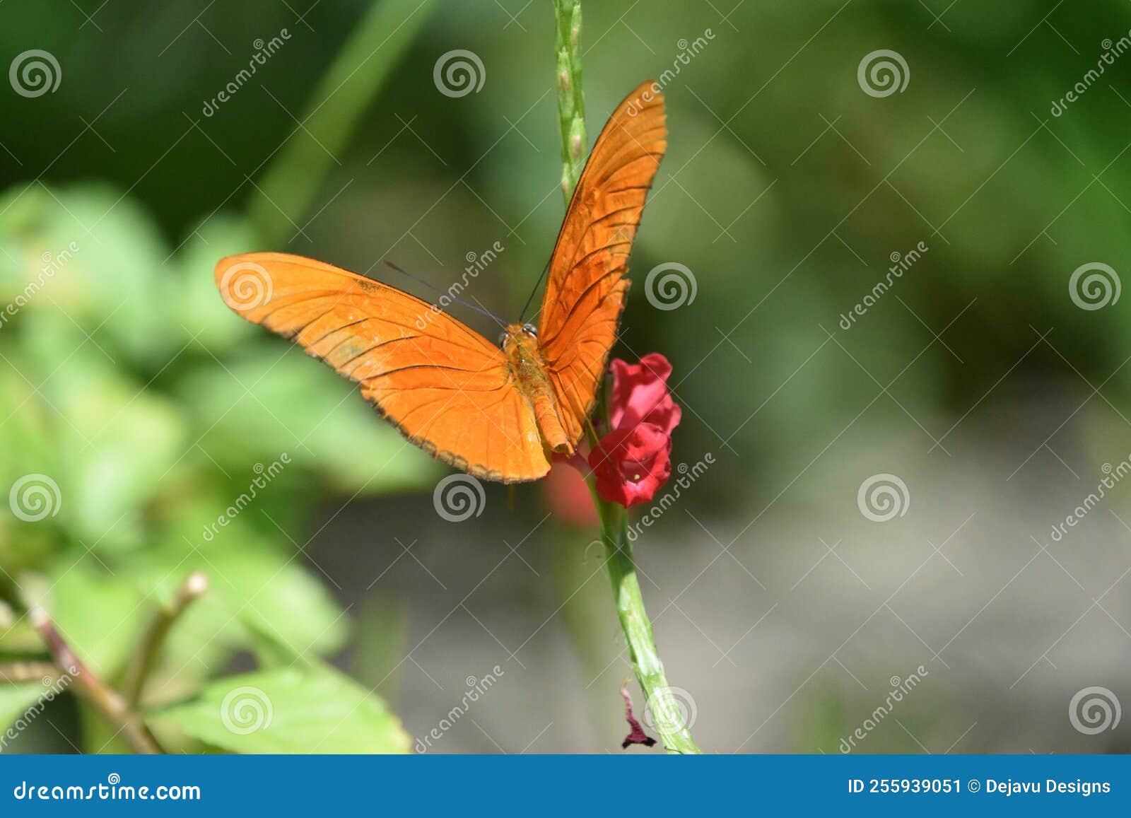 Orange Winged Butterfly with Wings Wide Open Stock Image - Image of ...