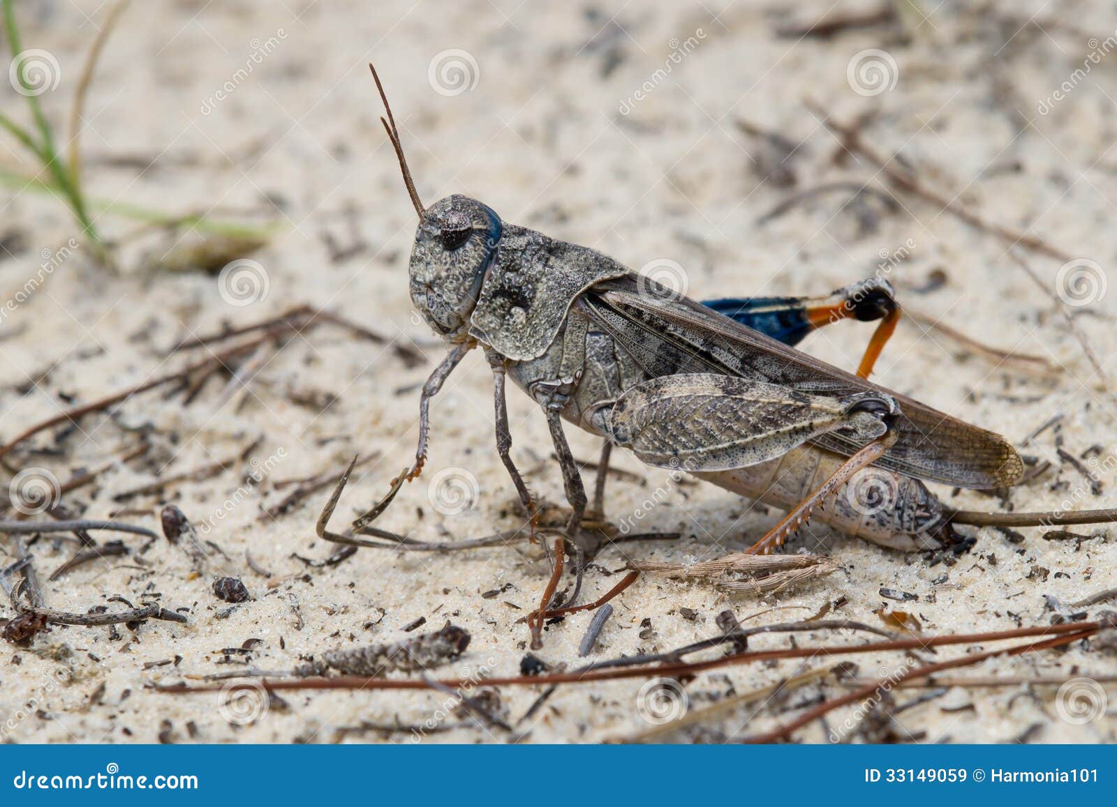 Orange winged grasshopper stock image. Image of arid - 33149059