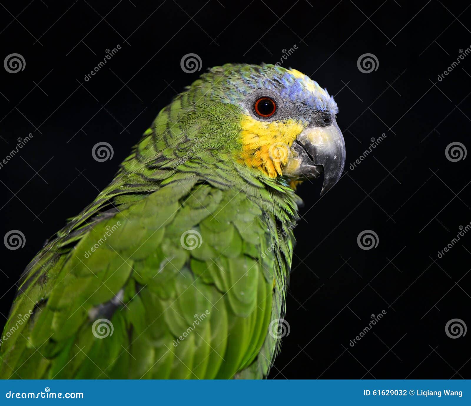 Orange-winged Parrot stock photo. Image of head, birds - 61629032
