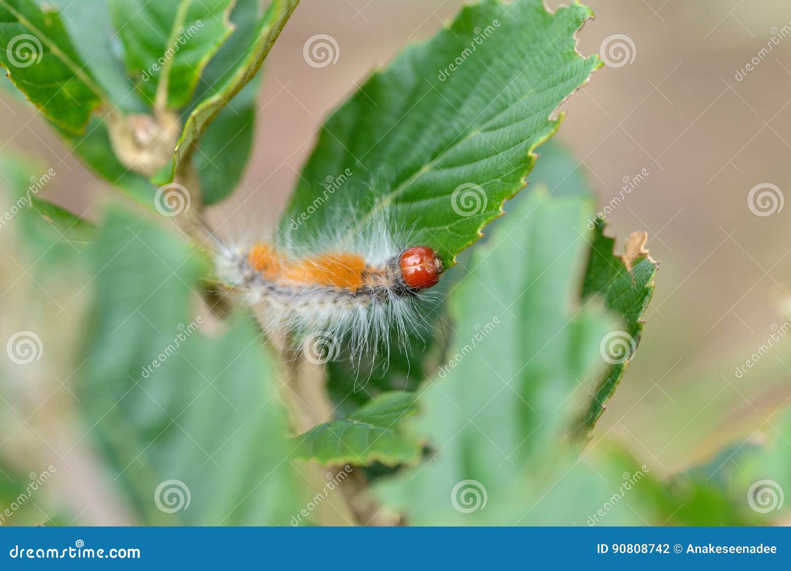 Orange worm hair stock photo. Image of insect, plant - 90808742