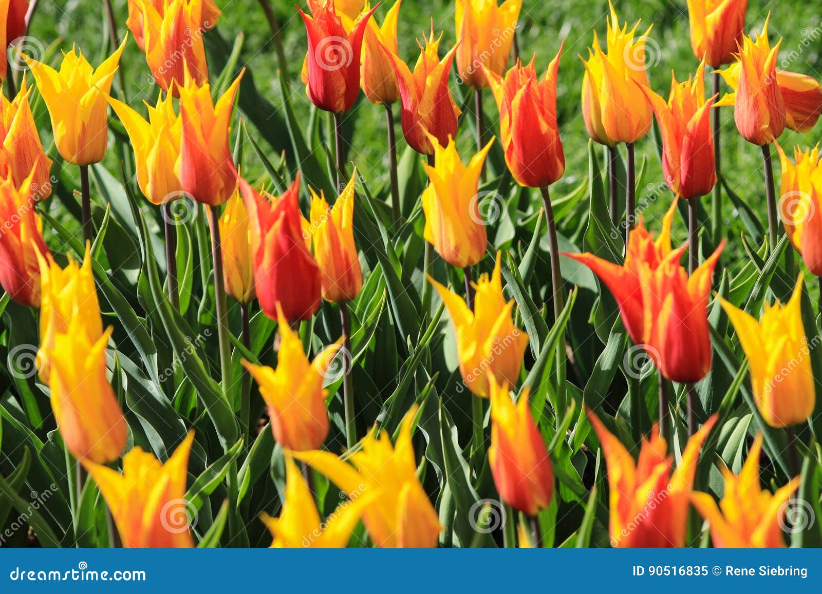 Crown-shaped Spherical Fruit Royalty-Free Stock Photo | CartoonDealer ...