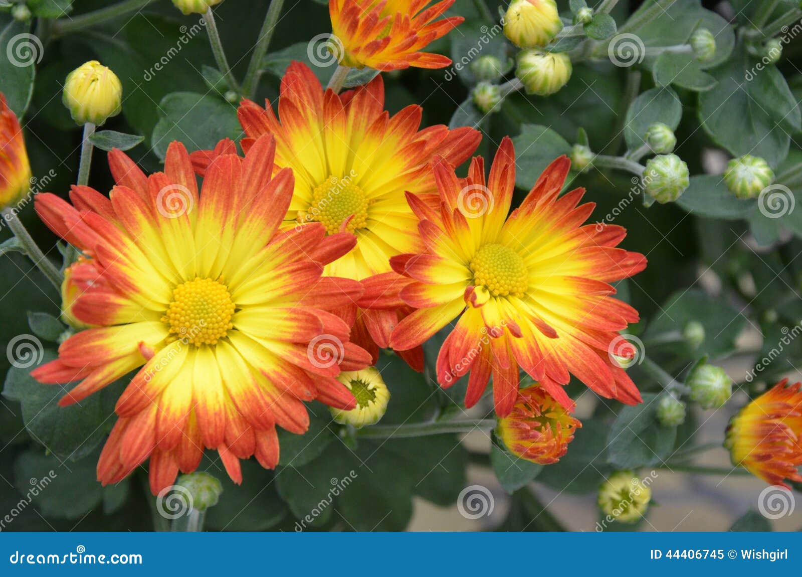 Orange and Yellow Fall Mums Stock Image - Image of orange, land: 44406745