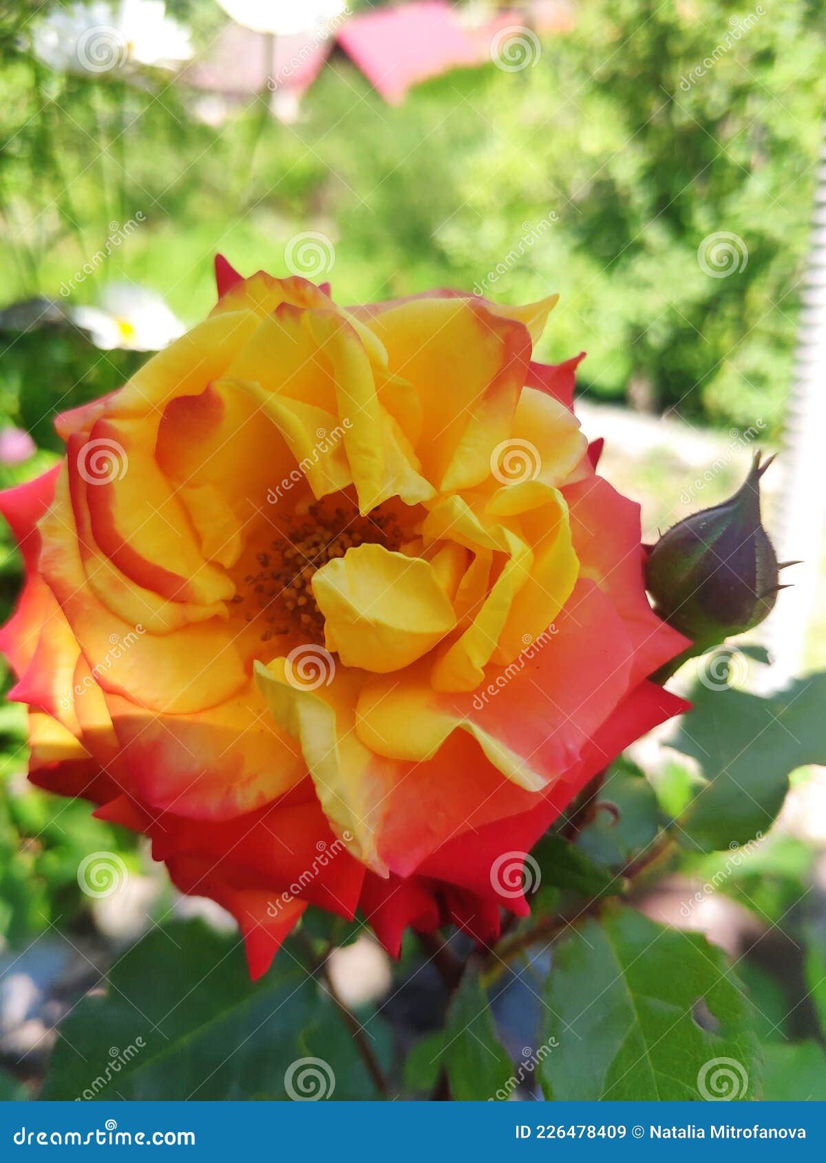 Orange Yellow Floribunda Rose Stock Image - Image of rose, suumer ...