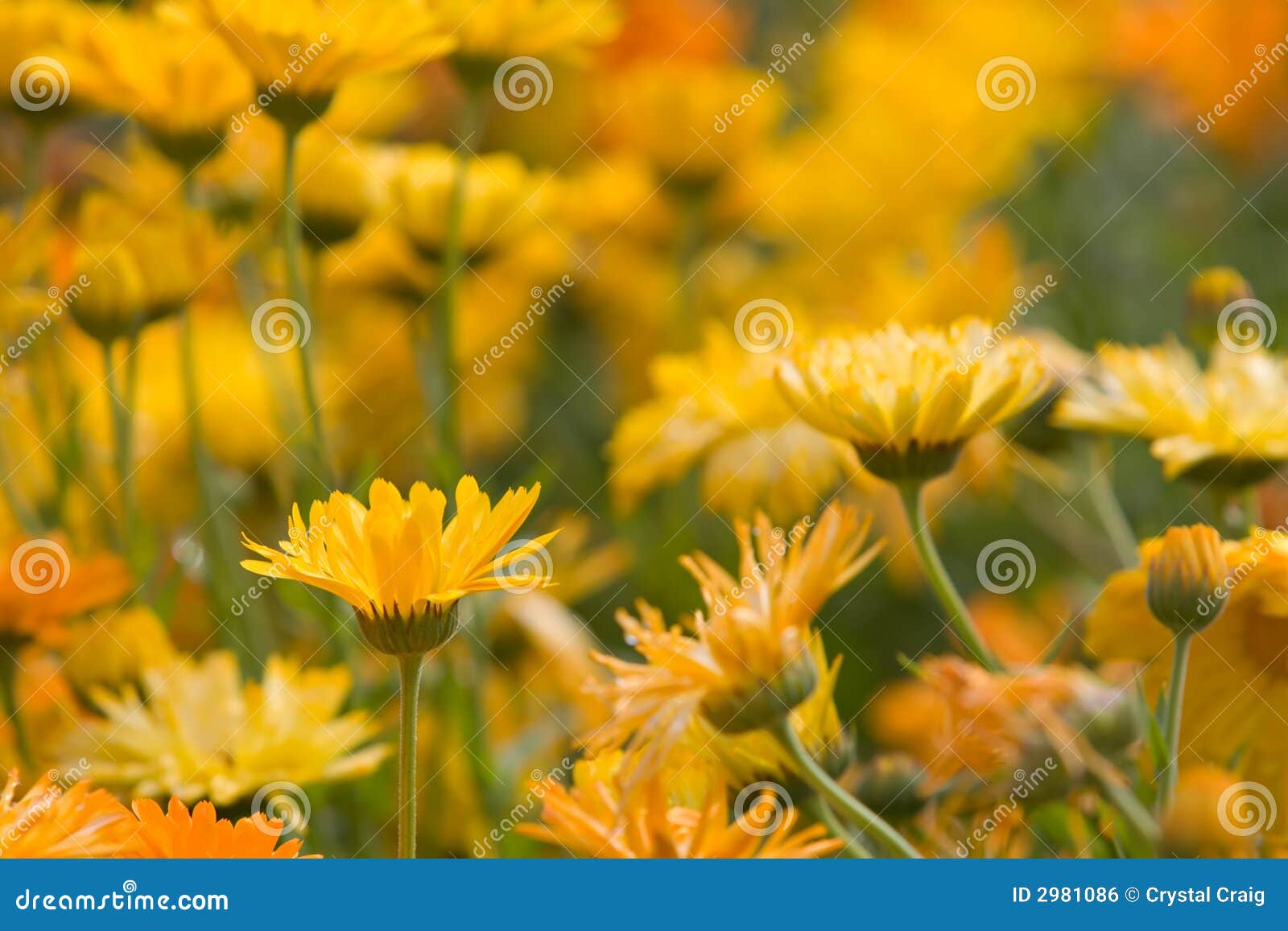 Yellow And Orange Flower Images