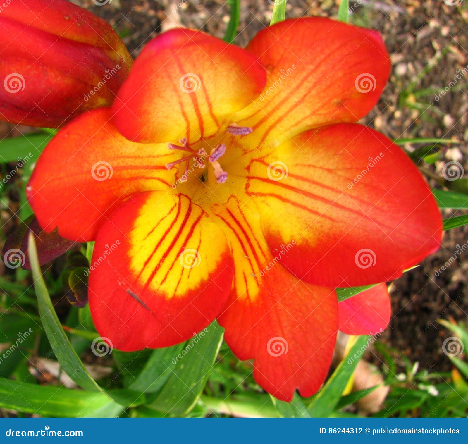 Orange-and-yellow Freesia Picture. Image: 86244312