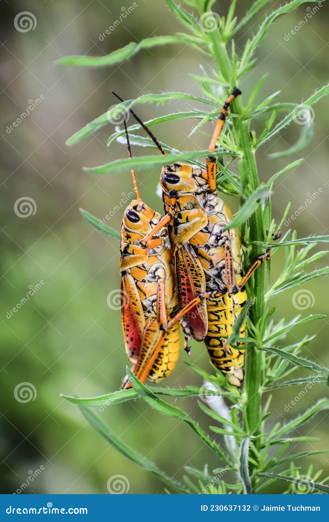 Eastern Lubber Grasshopper on a Stick Stock Photo - Image of eastern ...